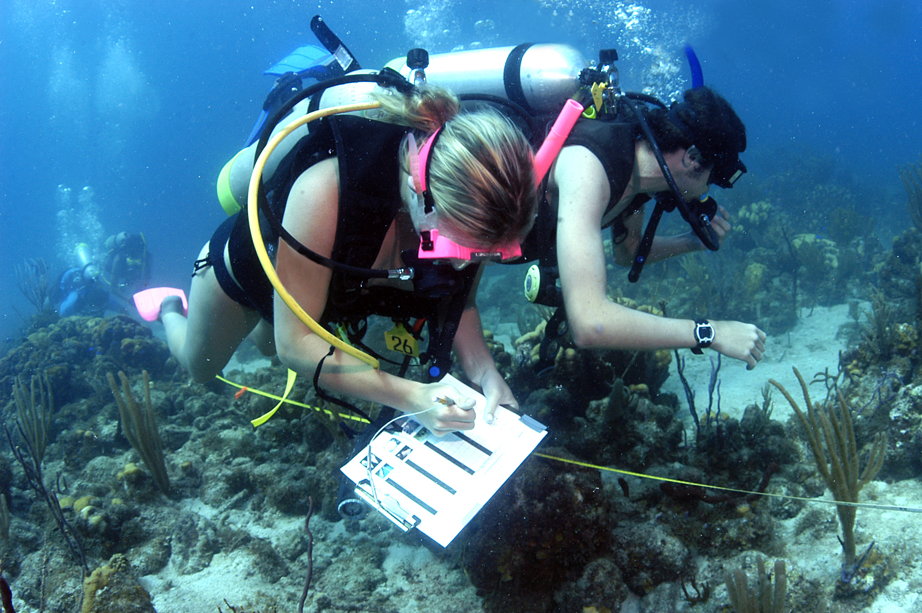 Coral Reef Management (Marine Biology) in the U.S. – Brain Food TCI